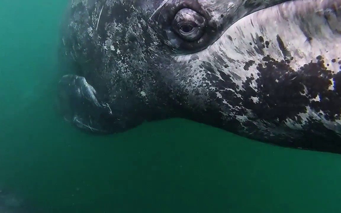 ¿En declive población de ballena gris? - El Organismo