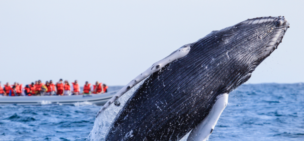 CRC-10724: la ballena jorobada que visita Los Cabos desde 2017 | El ...