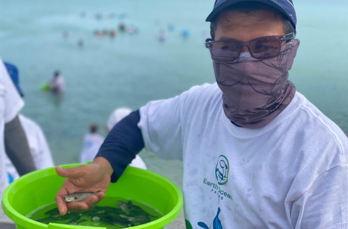 146, 500 totoabas han sido liberadas en el golfo de California por ...