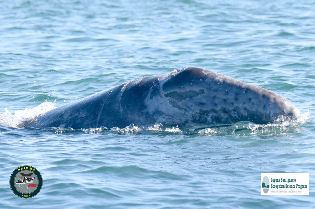 #GALERIA | Salvan a ballenato en Laguna San Ignacio | El Organismo
