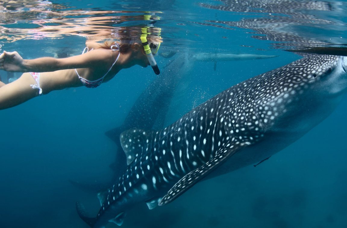 Este sábado se reanuda temporada de avistamiento de Tiburón Ballena ...